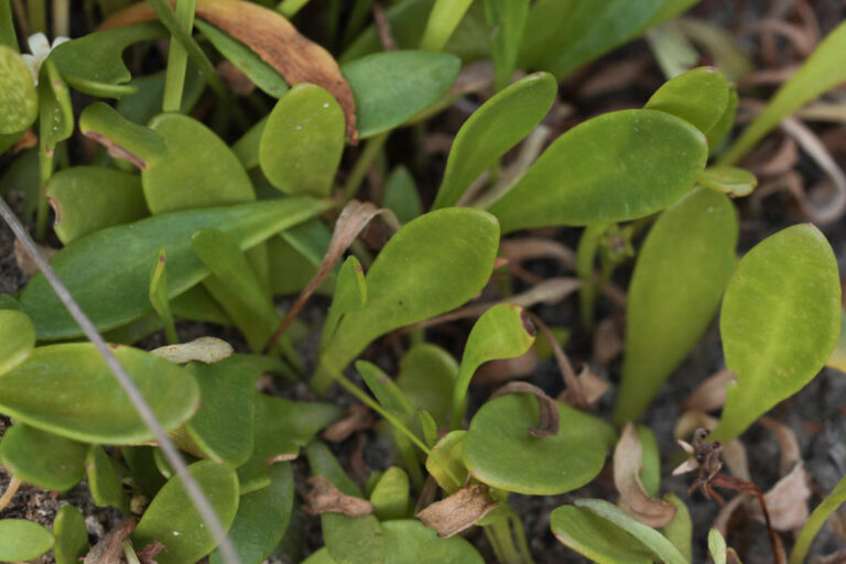 Selliera radicans – Swamp Weed - Westgate Biodiversity: Bili Nursery ...