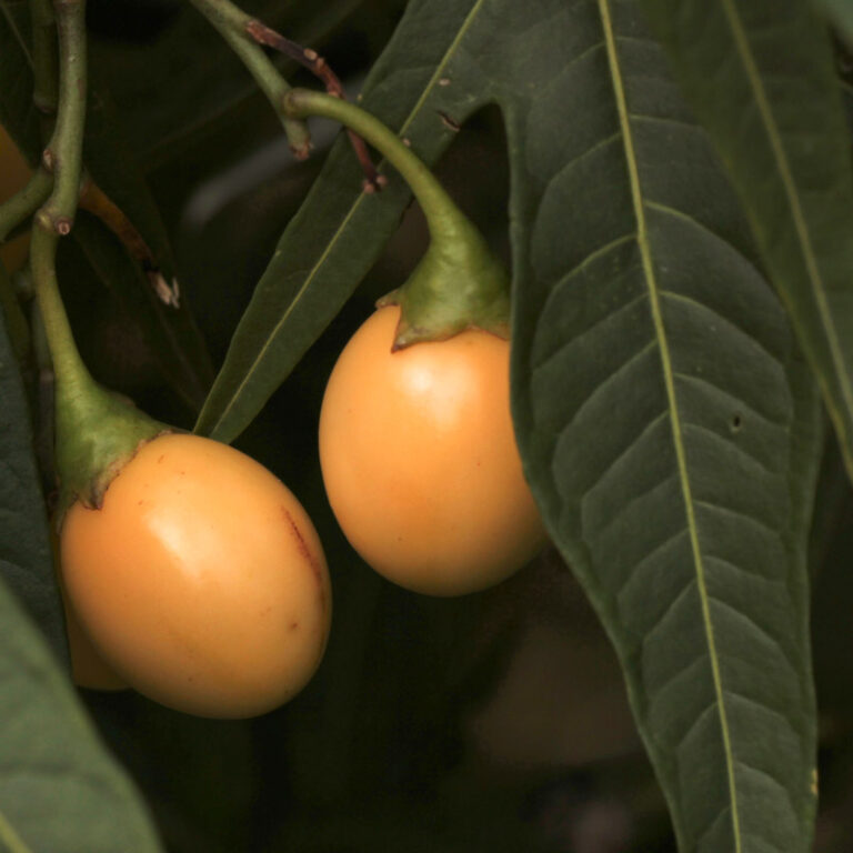 Solanum laciniatum – Large Kangaroo Apple - Westgate Biodiversity: Bili ...