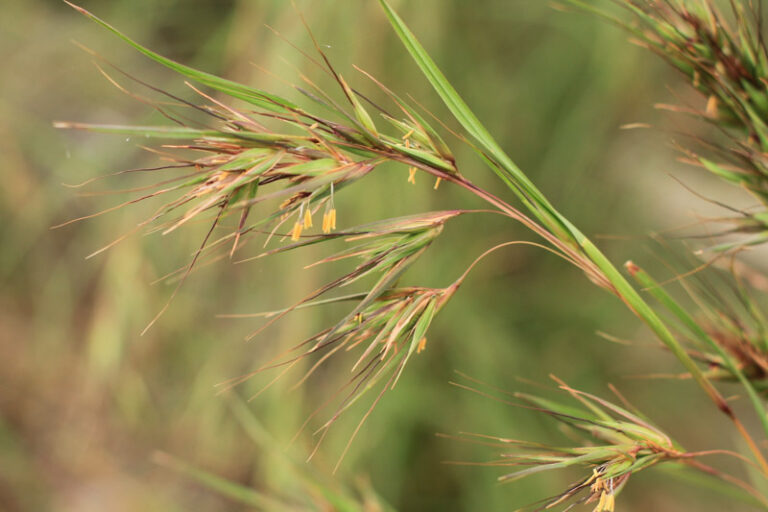 Themeda triandra – Kangaroo Grass - Westgate Biodiversity: Bili Nursery ...