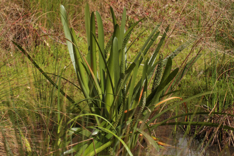 Triglochin procera syn. Cycnogeton procerum – Water Ribbons, Nareli ...