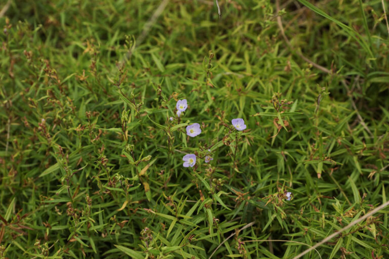 Veronica gracilis – Slender Speedwell - Westgate Biodiversity: Bili ...
