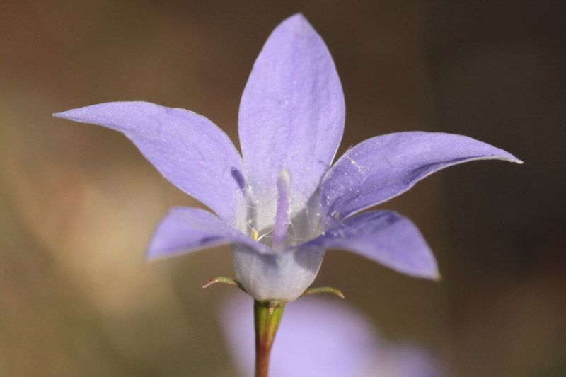 Wahlenbergia communis – Tufted Bluebell - Westgate Biodiversity: Bili ...