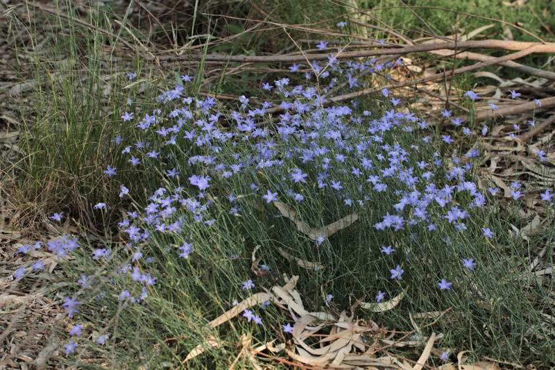 Wahlenbergia communis – Tufted Bluebell - Westgate Biodiversity: Bili ...