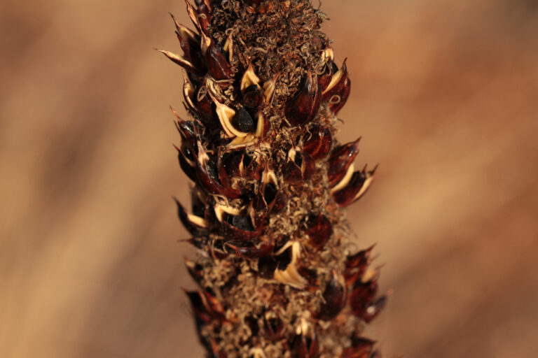 Xanthorrhoea minor ssp. lutea – Small Grass Tree - Westgate ...