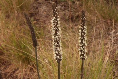 Xanthorrhoea minor ssp. lutea – Small Grass Tree - Westgate ...