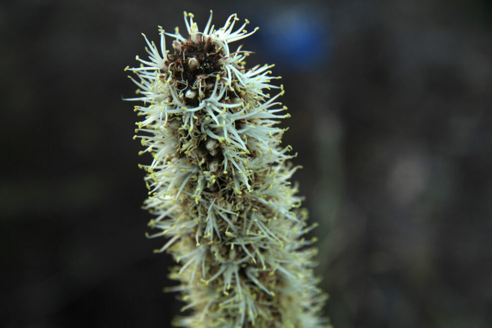 Xanthorrhoea minor ssp. lutea – Small Grass Tree - Westgate ...