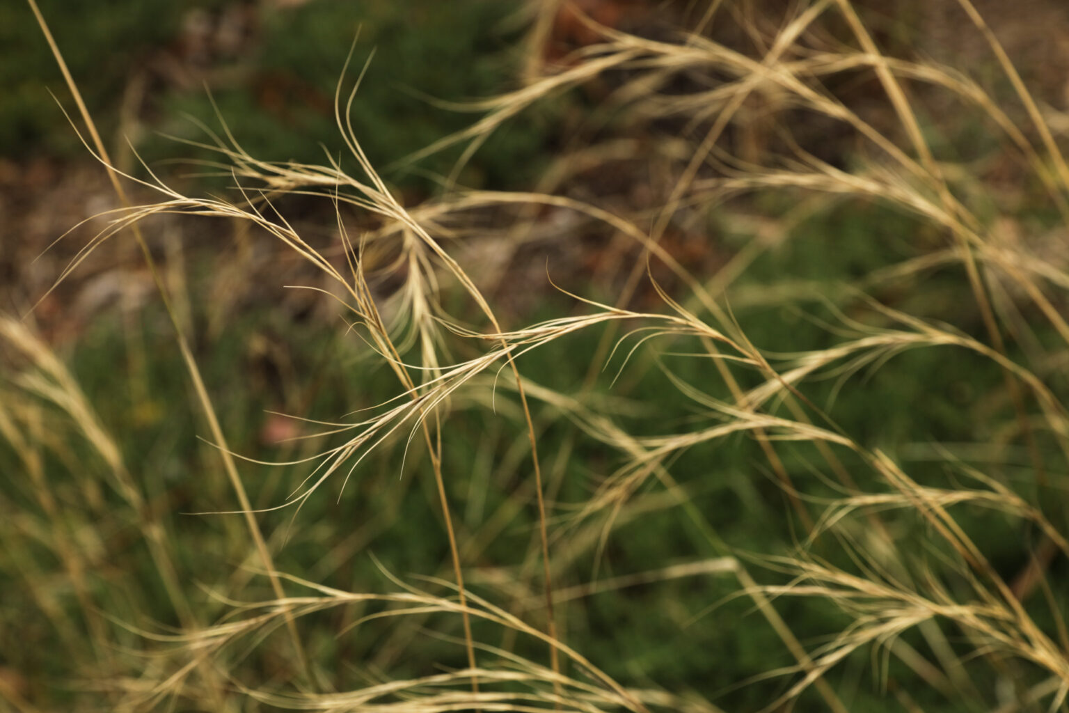 Grasses, sedges and rushes - Westgate Biodiversity: Bili Nursery & Landcare