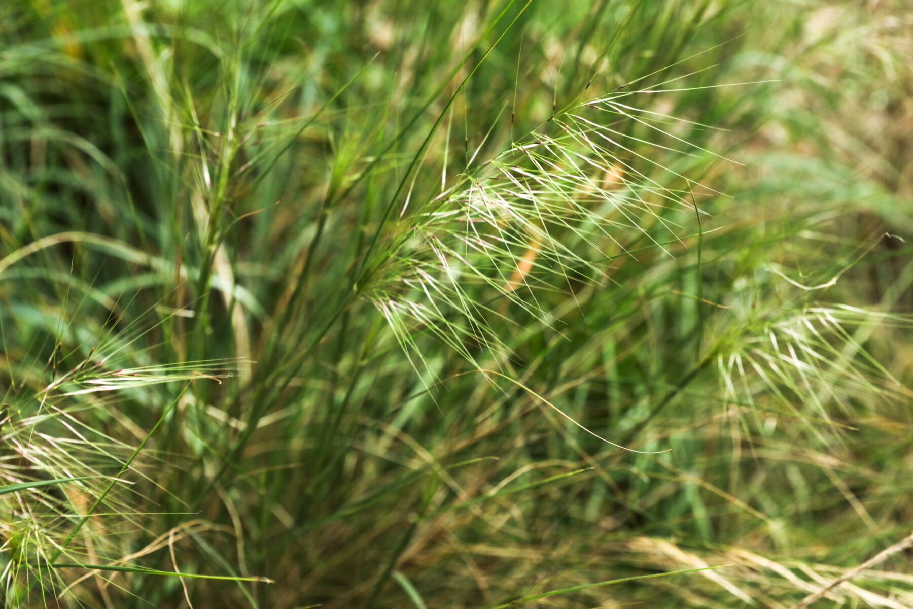 Grasses, sedges and rushes - Westgate Biodiversity: Bili Nursery & Landcare