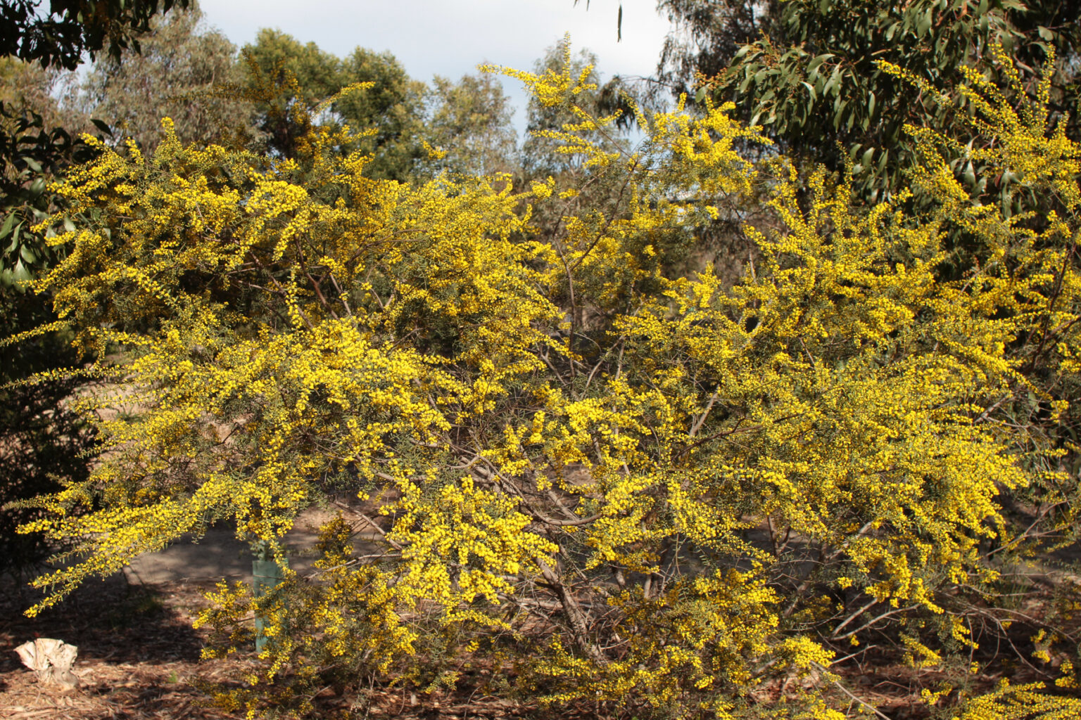 Trees and shrubs A – E - Westgate Biodiversity: Bili Nursery & Landcare