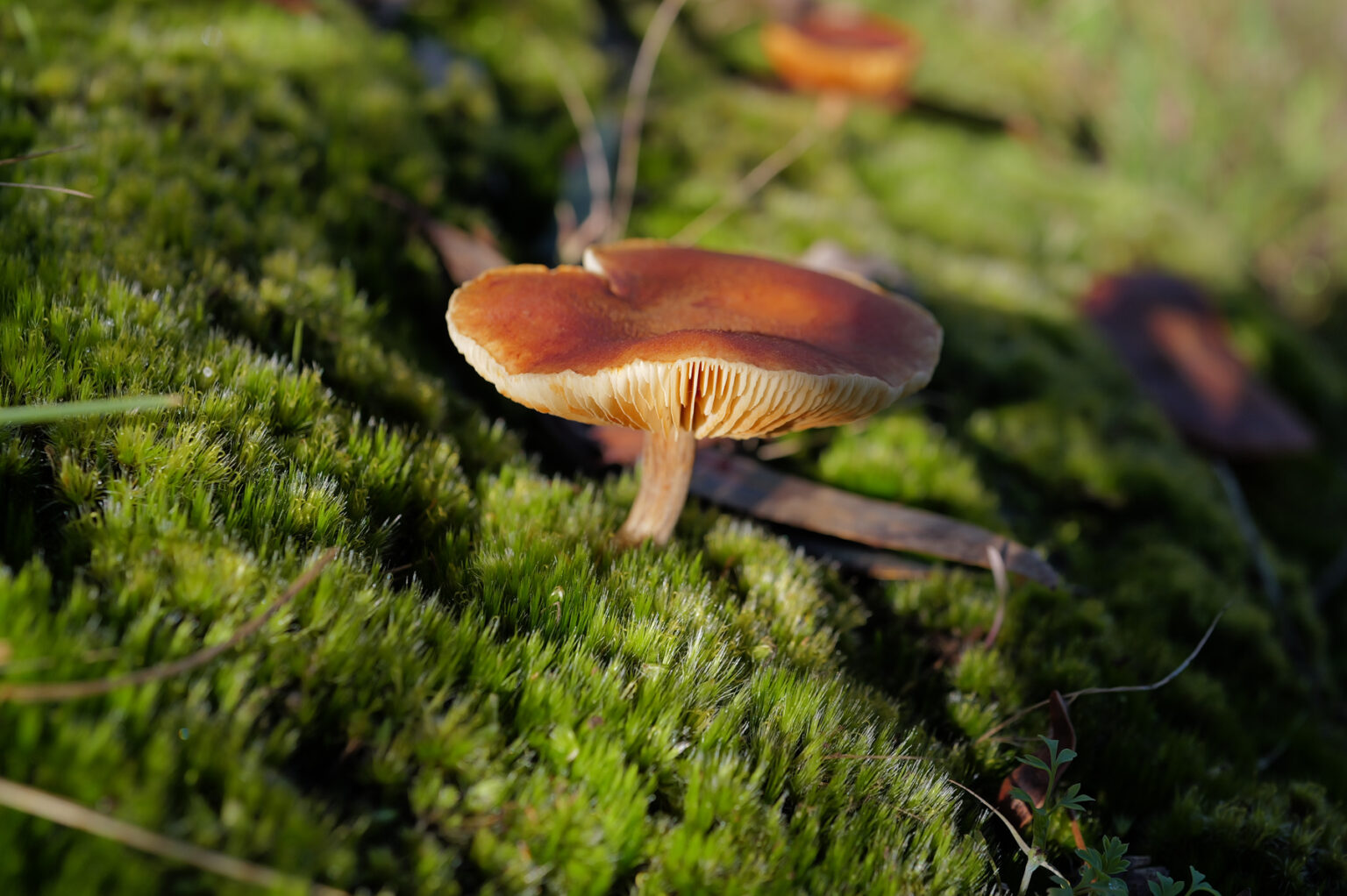 Fungi are back! - Westgate Biodiversity: Bili Nursery & Landcare